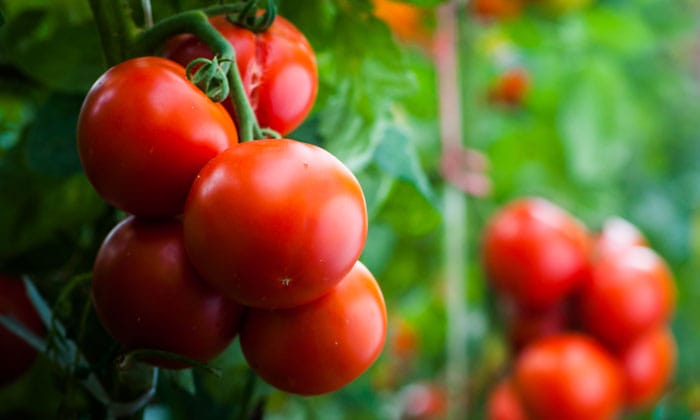 Consumer poll ranks tomatoes as the healthiest fruit - Lycored ...